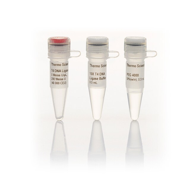 T4 DNA Ligase (5U/uL), 1,000 Units | Al-Faiha For Laboratory ...